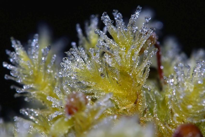 IL MUSCHIO, TUTTE LE SPECIE: RIPRODUZIONE, CURIOSITA' E CARATTERISTICHE ...