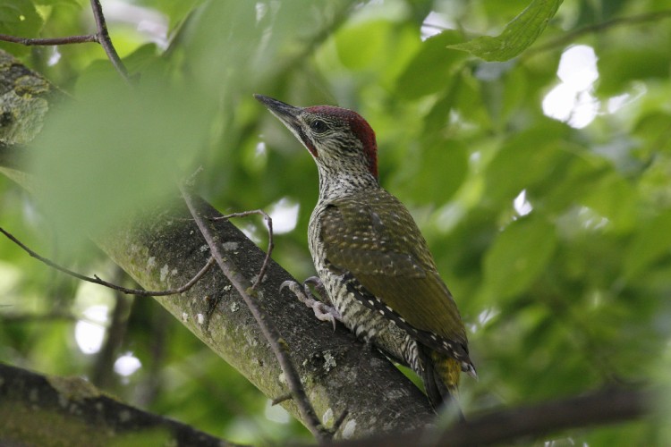 IL PICCHIO [CURIOSITÀ, FOTO E VIDEO]