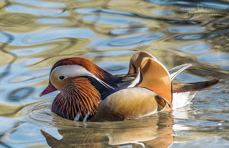 ANATRA MANDARINO, AIX GALERICULATA [CURIOSITÀ, FOTO E VIDEO]