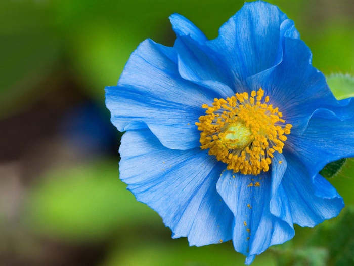 Il significato del colore blu e turchese nei fiori