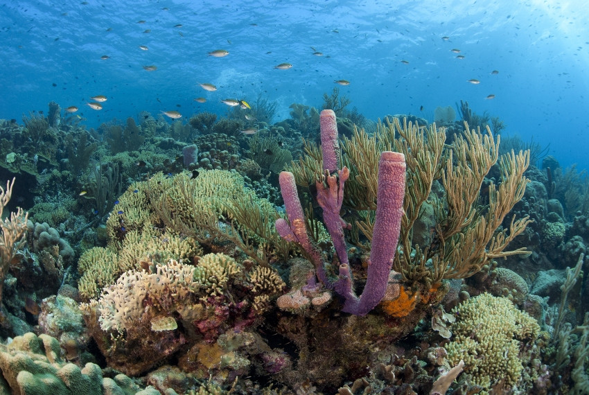 I PORIFERI O SPUGNE DI MARE, FOTO, VIDEO, INFO E CURIOSITÀ
