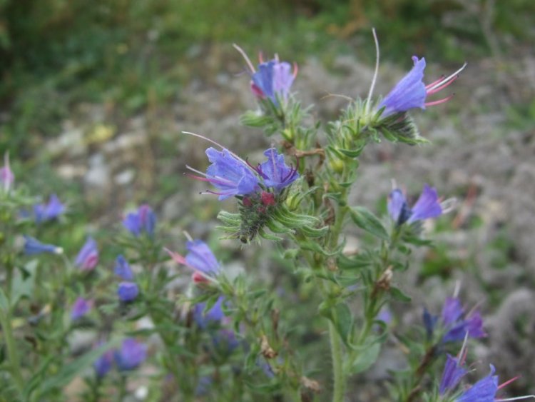 L'ECHIUM VULGARE O VIPERINA AZZURRA - ERBA VIPERINA, PIANTA CURATIVA (FOTO)