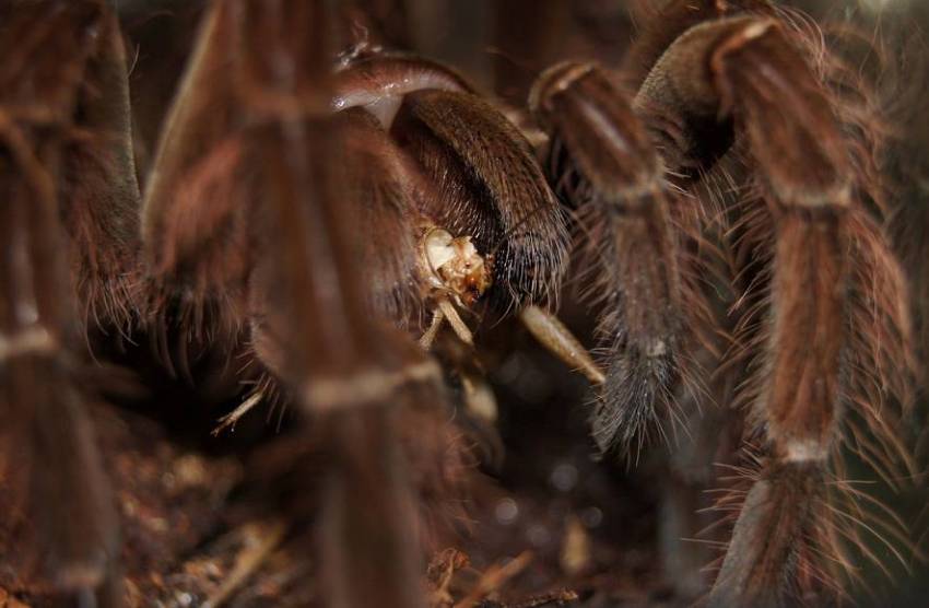 LA TARANTOLA GOLIA, IL RAGNO PIÙ GRANDE DEL MONDO [FOTO]