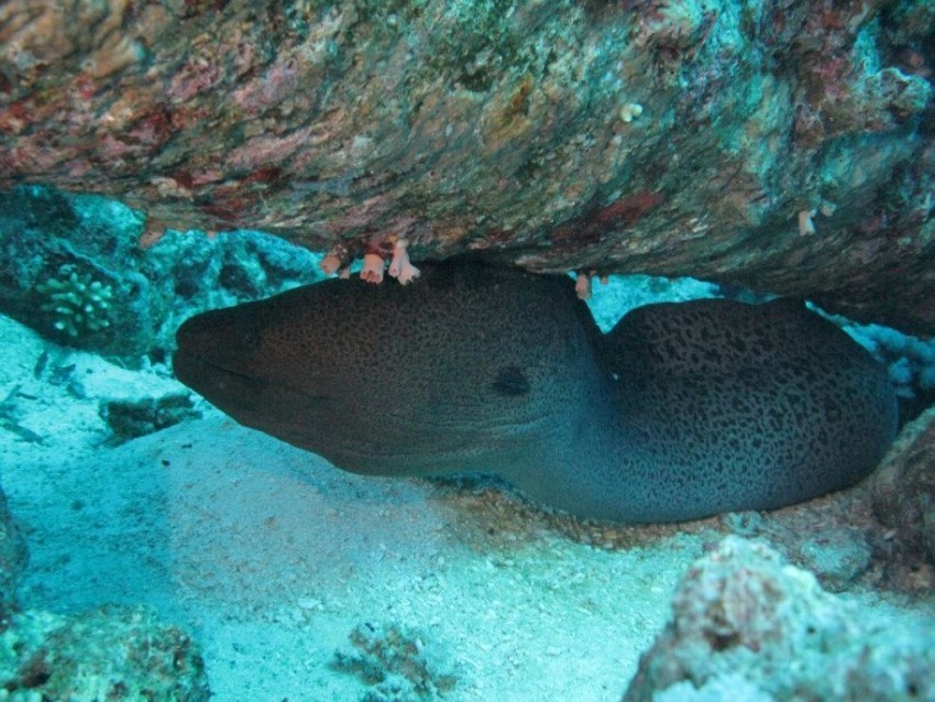 LA MURENA [SCHEDA E FOTO]