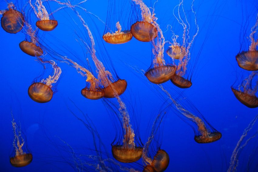 LE MEDUSE, JELLYFISH [CURIOSITÀ, CONSIGLI UTILI, FOTO E VIDEO]