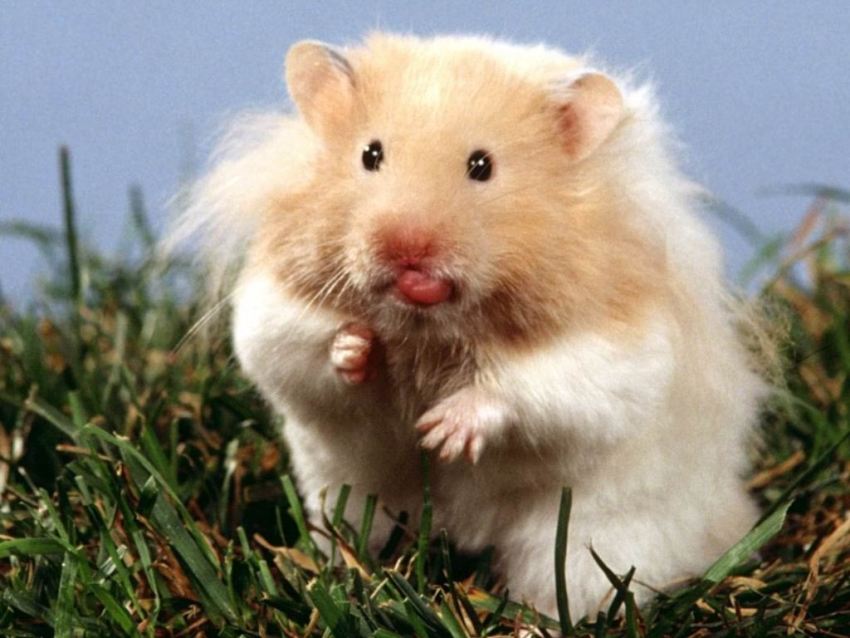 IL CRICETO: [CURIOSITÀ, FOTO E VIDEO]