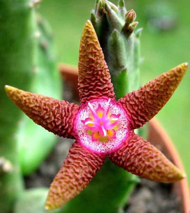 LA STAPELIA FLAVOPURPUREA: IL SUO FIORE SEMBRA UNA STELLA MARINA