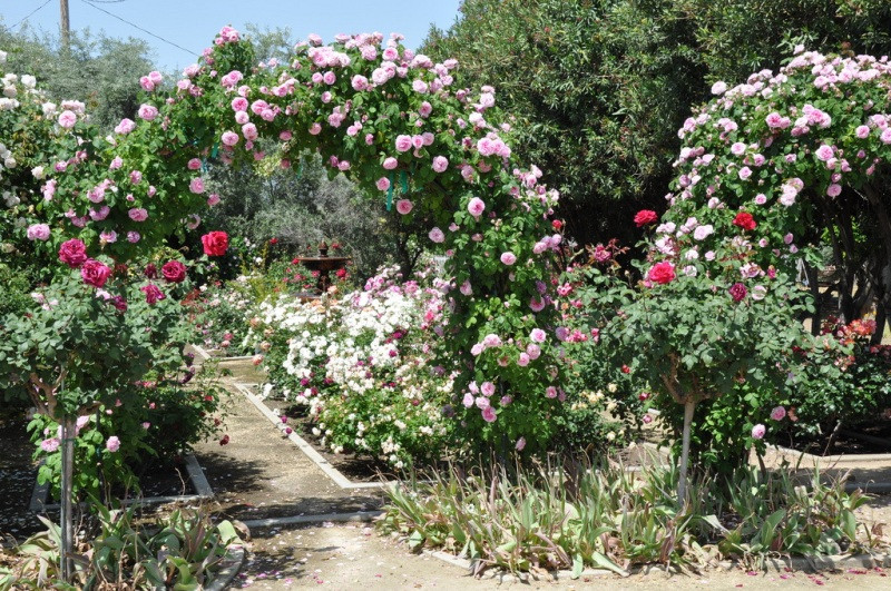 I BELLISSIMI ROSETI: CONSIGLI E CURE SU COME MANTENERLI SEMPRE AL MEGLIO