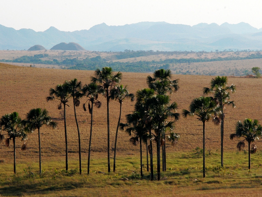 BRASILE: IL CERRADO, UNA GRANDE SAVANA PIENA DI FLORA E FAUNA
