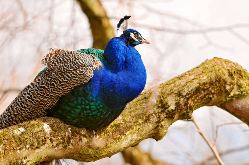 IL PAVONE O PAVONE BLU [ALLEVAMENTO, SCHEDA E FOTO]