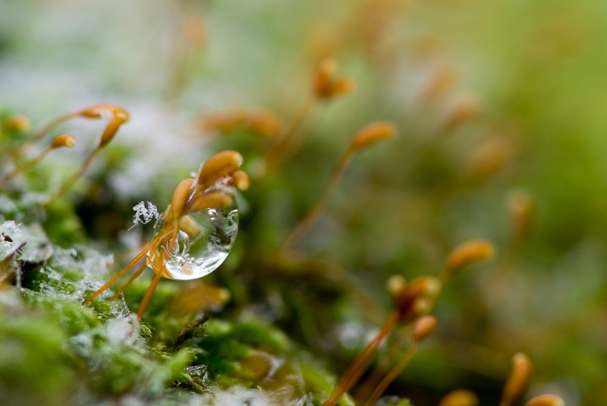 IL MUSCHIO, TUTTE LE SPECIE: RIPRODUZIONE, CURIOSITA' E CARATTERISTICHE ...