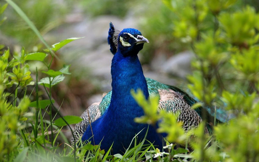 IL PAVONE O PAVONE BLU [ALLEVAMENTO, SCHEDA E FOTO]
