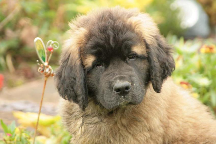 IL LEONBERGER, CANE DI TAGLIA GRANDE: CARATTERISTICHE E QUALITÁ (FOTO)