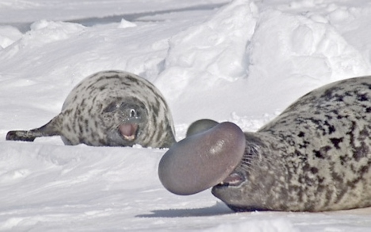 LA FOCA DAL CAPPUCCIO (CYSTOPHORA CRISTATA)