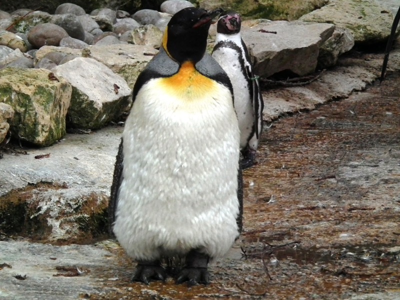 I pinguini o sfeniscidi, gli animali che girano in frac (foto video ...