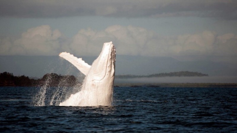 LE BALENE: FOTO, VIDEO, INFO E CURIOSITÀ