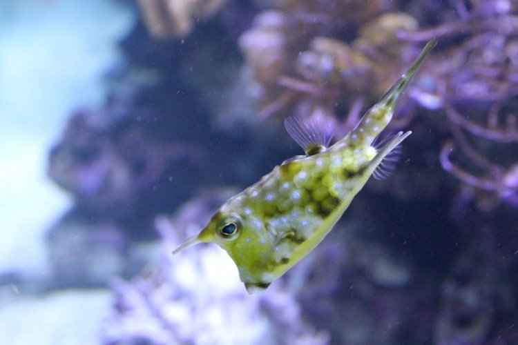 IL PESCE SCATOLA CORNUTO O LACTORIA CORNUTA