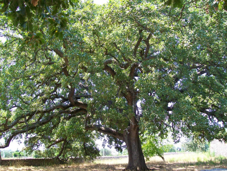 LA QUERCIA VALLONEA O QUERCUS ITHABURENSIS MACROLEPIS: INFO E CURIOSITÀ