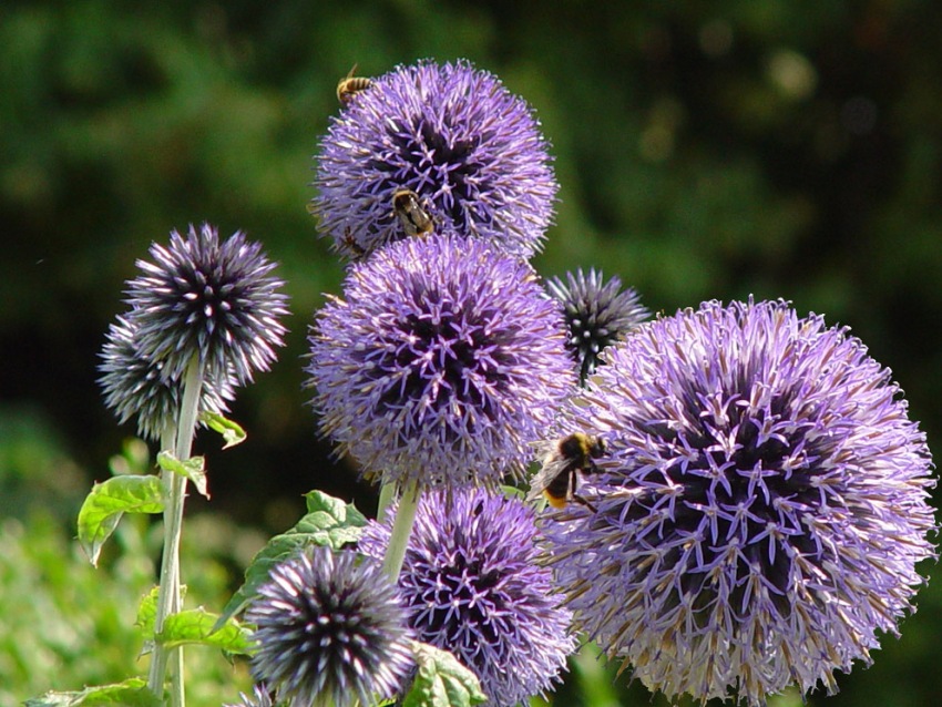 IL CARDO O CARDUUS [CONSIGLI, USI E CURE]