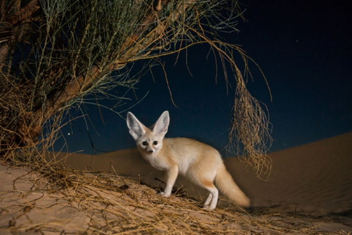 Il fennec: la piccola volpe del deserto