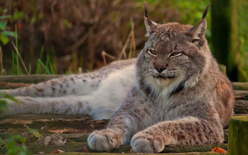 LA LINCE EUROPEA O LINCE EURASIATICA [SCHEDA E FOTO]