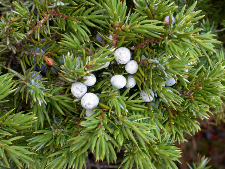 IL GINEPRO, JUNIPERUS