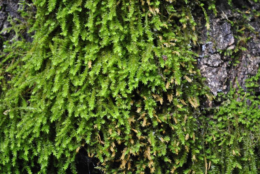 IL MUSCHIO, TUTTE LE SPECIE: RIPRODUZIONE, CURIOSITA' E CARATTERISTICHE ...