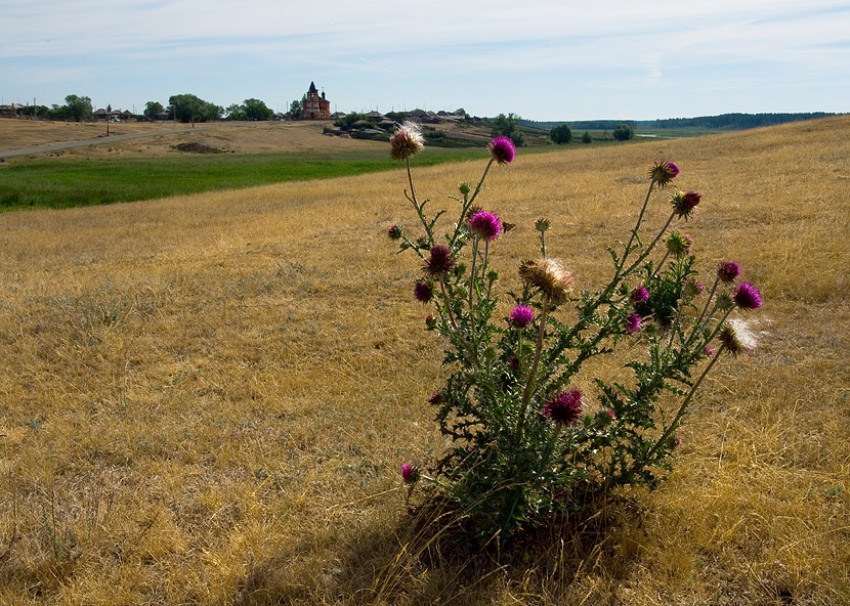 IL CARDO O CARDUUS [CONSIGLI, USI E CURE]