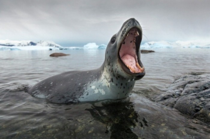I pinguini o sfeniscidi, gli animali che girano in frac (foto video ...