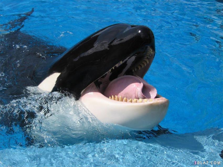 L'ORCA O BALENA ASSASSINA CARATTERISTICHE E CURIOSITÀ (FOTO BELLISSIME)