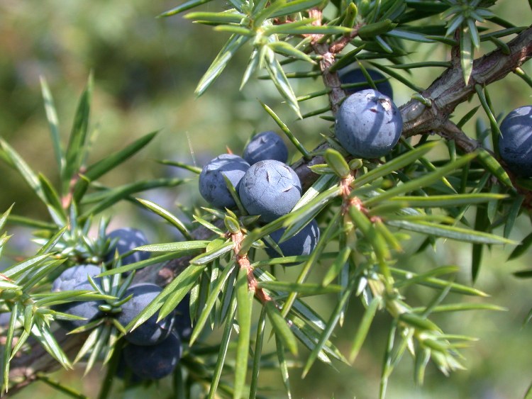 IL GINEPRO, JUNIPERUS