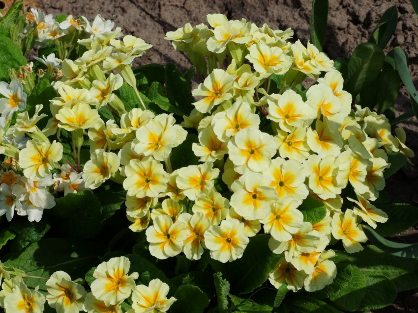 LA PRIMULA, ARRIVA LA PRIMAVERA [SIGNIFICATO]