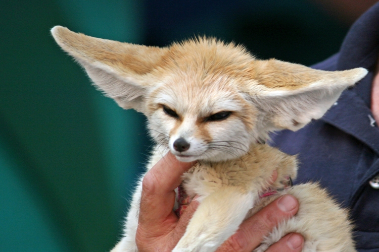 Il fennec: la piccola volpe del deserto