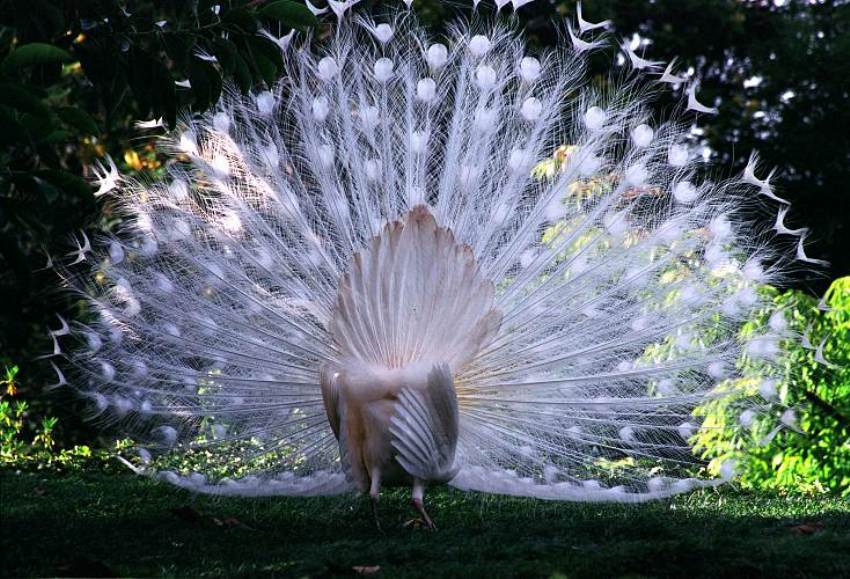 IL PAVONE O PAVONE BLU [ALLEVAMENTO, SCHEDA E FOTO]