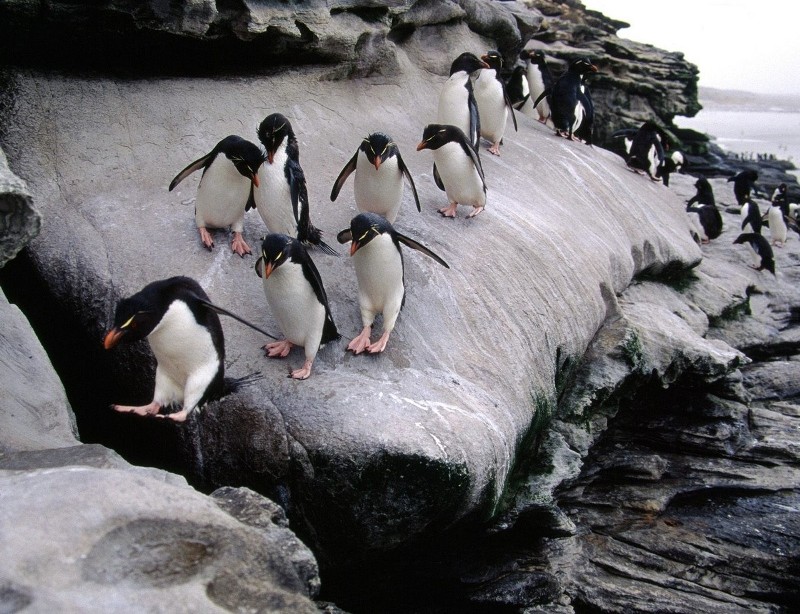 I pinguini o sfeniscidi, gli animali che girano in frac (foto video ...