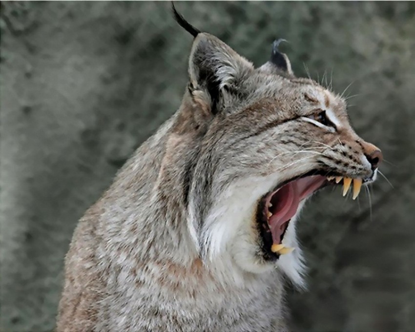 LA LINCE EUROPEA O LINCE EURASIATICA [SCHEDA E FOTO]