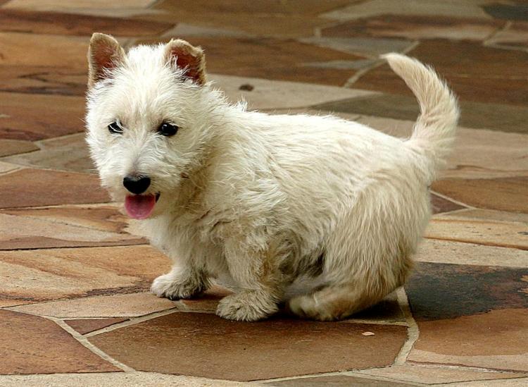 LO SCOTTISH TERRIER, CANE TAGLIA MEDIA: CARATTERISTICHE E QUALITÀ (FOTO)