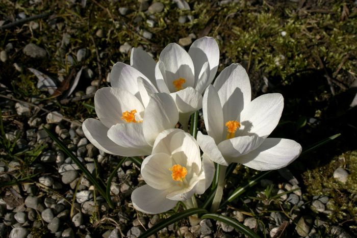 Il Crocus: Il fiore citato nell'Iliade di Omero