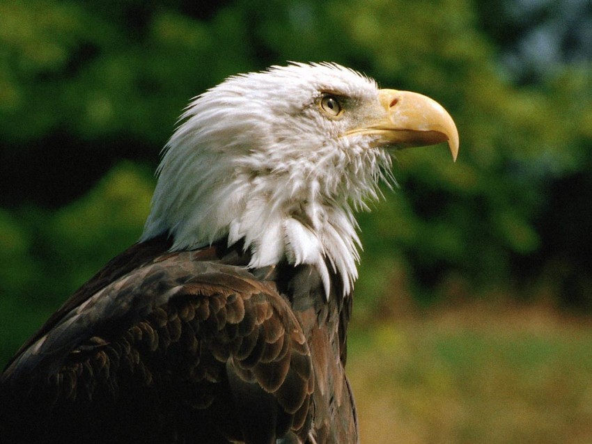 SOGNARE UN AQUILA: COSA SIGNIFICA, CABALA E I NUMERI DA GIOCARE