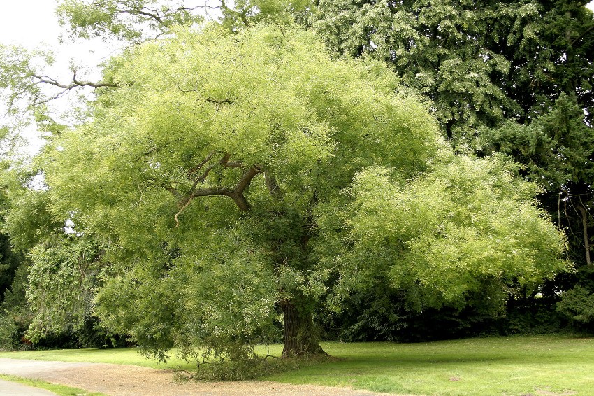 LA SOFORA DEL GIAPPONE O SOPHORA JAPONICA