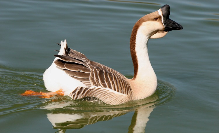 L'OCA CIGNOIDE O RAZZA CINESE [ANSER CYGNOIDES]