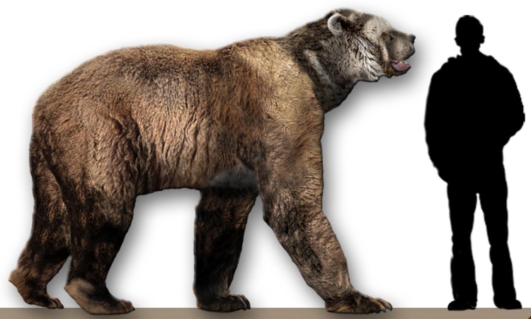 PREISTORIA: L'ORSO GIGANTE AMERICANO O ORSO CORRIDORE
