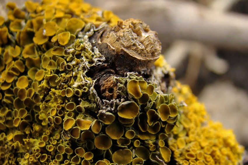 IL MUSCHIO, TUTTE LE SPECIE: RIPRODUZIONE, CURIOSITA' E CARATTERISTICHE ...