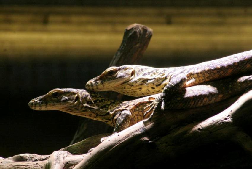 IL VARANO GIGANTE, IL PIÙ GRANDE DELL'AUSTRALIA