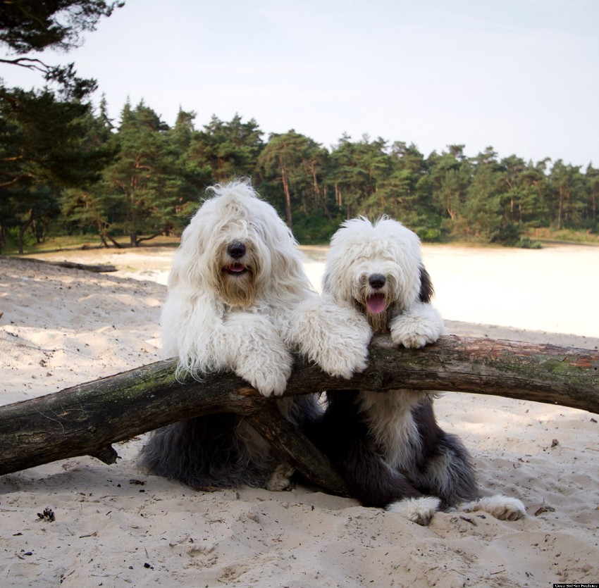 IL BOBTAIL, CANE DI TAGLIA GRANDE: CARATTERISTICHE E QUALITÁ (FOTO)