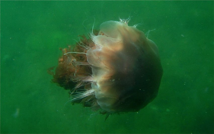 LA MEDUSA CRINIERA DI LEONE ( CYANEA CAPILLATA)