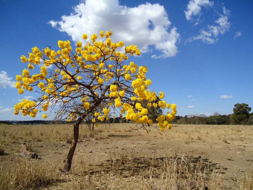 BRASILE: IL CERRADO, UNA GRANDE SAVANA PIENA DI FLORA E FAUNA