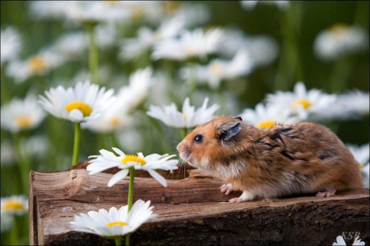 IL CRICETO: [CURIOSITÀ, FOTO E VIDEO]