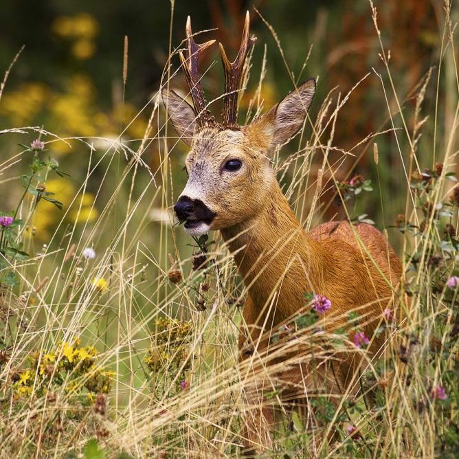 Capreolus capreolus: Il capriolo