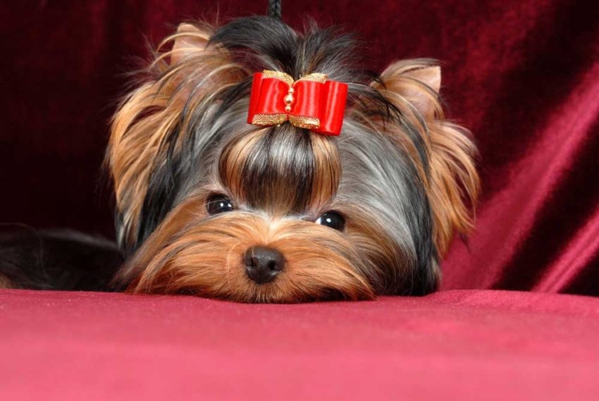 IL CANE YORKSHIRE TERRIER, TAGLIA PICCOLA: CARATTERISTICHE E QUALITÁ (FOTO)